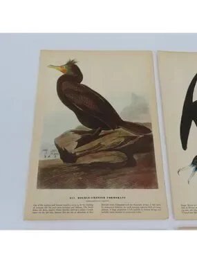 Art | The Birds Of America 6 Pages Colored Bird Images Wall Collage ...